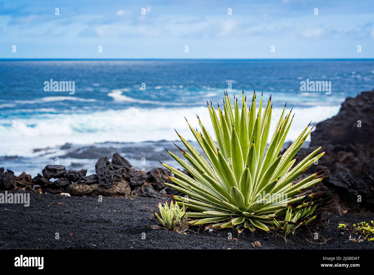 cactus at the ocean coast Stock Photo - Alamy