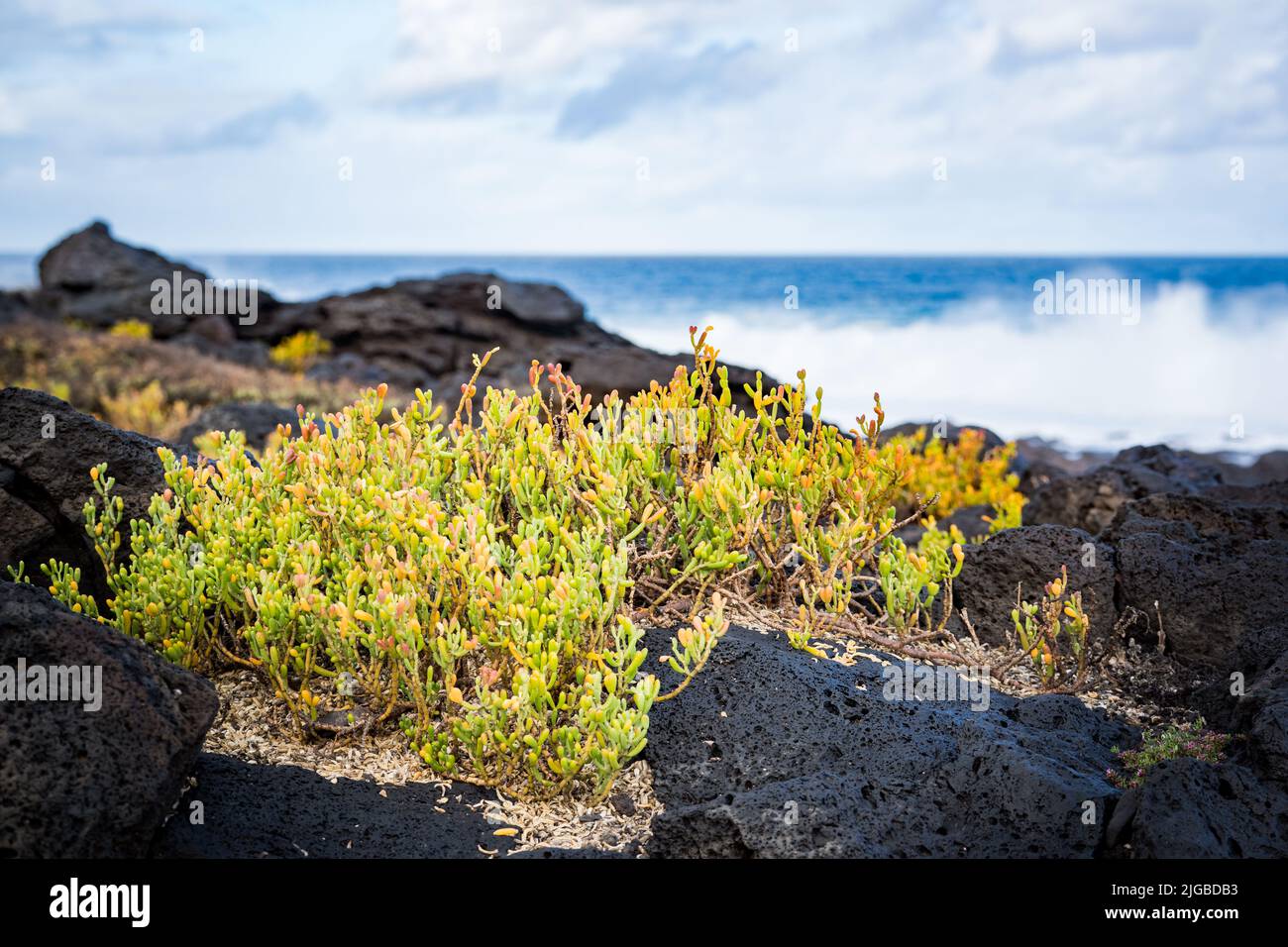 flowers on the rocks at the beach Stock Photo - Alamy
