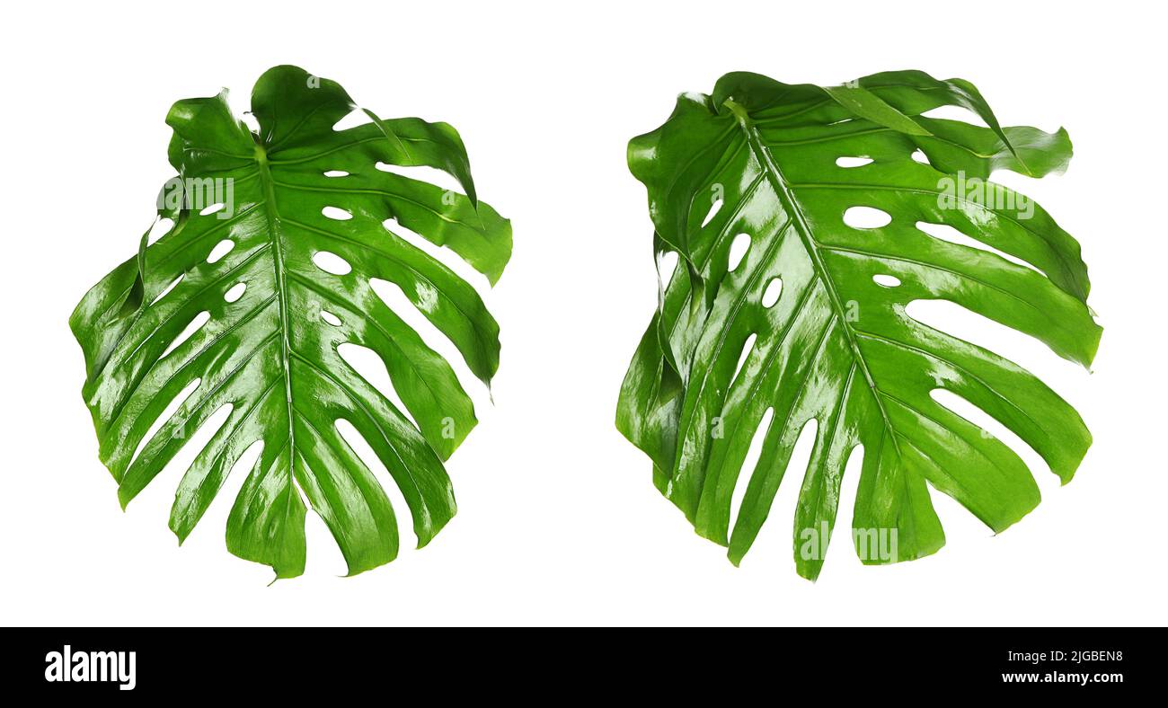 Green tropical monstera leaves on white background Stock Photo - Alamy