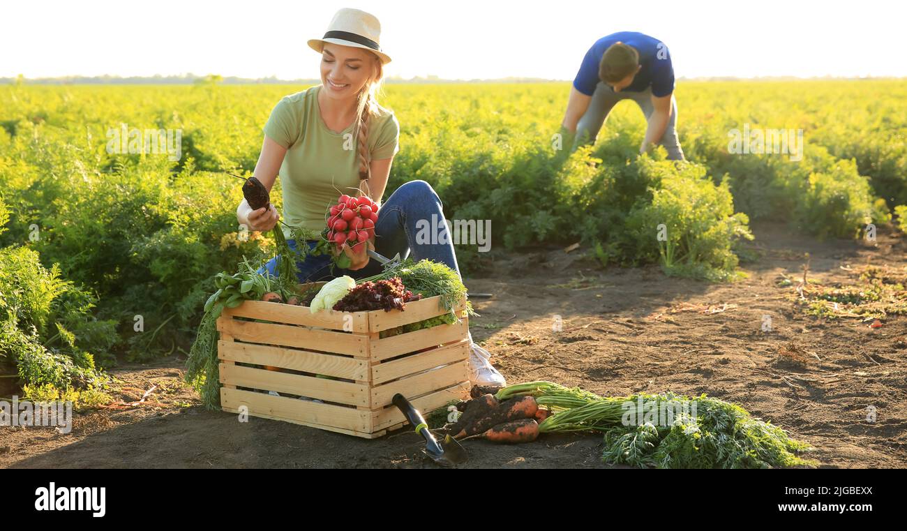 Female farmer gathering fresh vegetables in field Stock Photo - Alamy