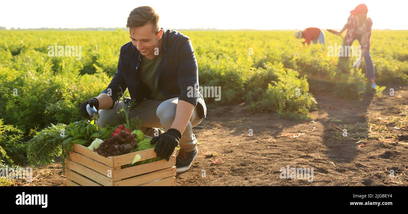 Male farmer gathering fresh vegetables in field Stock Photo - Alamy