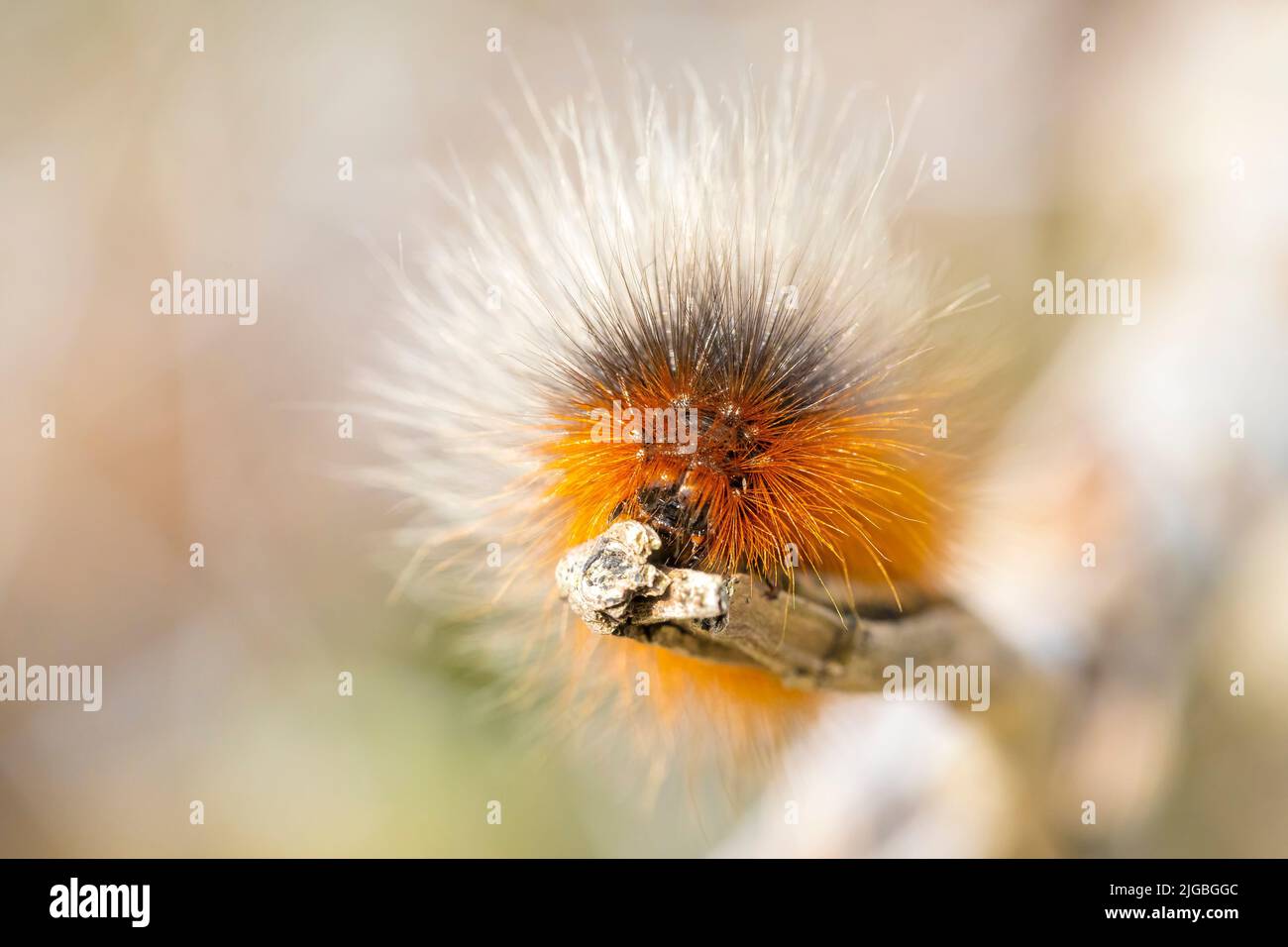 Closeup of a garden tiger moth or great tiger moth, Arctia caja ...