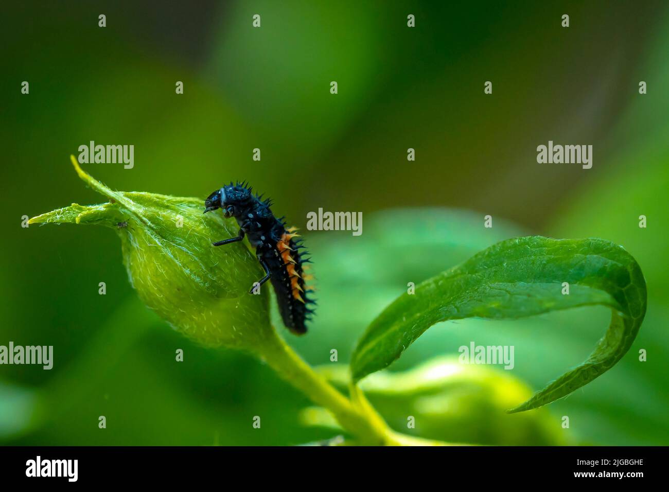 Ladybug insect larva or pupa Coccinellidae closeup. Pupal stage feeding ...