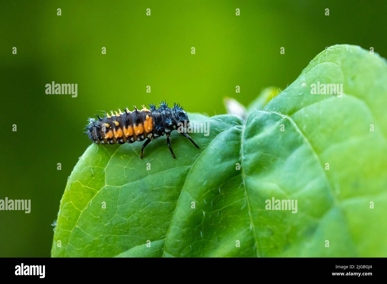 Ladybug insect larva or pupa Coccinellidae closeup. Pupal stage feeding ...