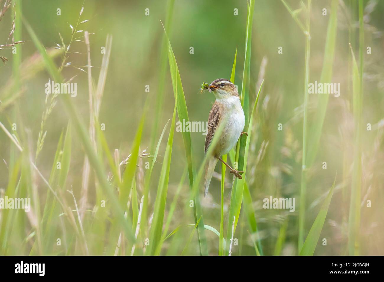Closeup of a Sedge Warbler bird, Acrocephalus schoenobaenus, building a nest Stock Photo - Alamy
