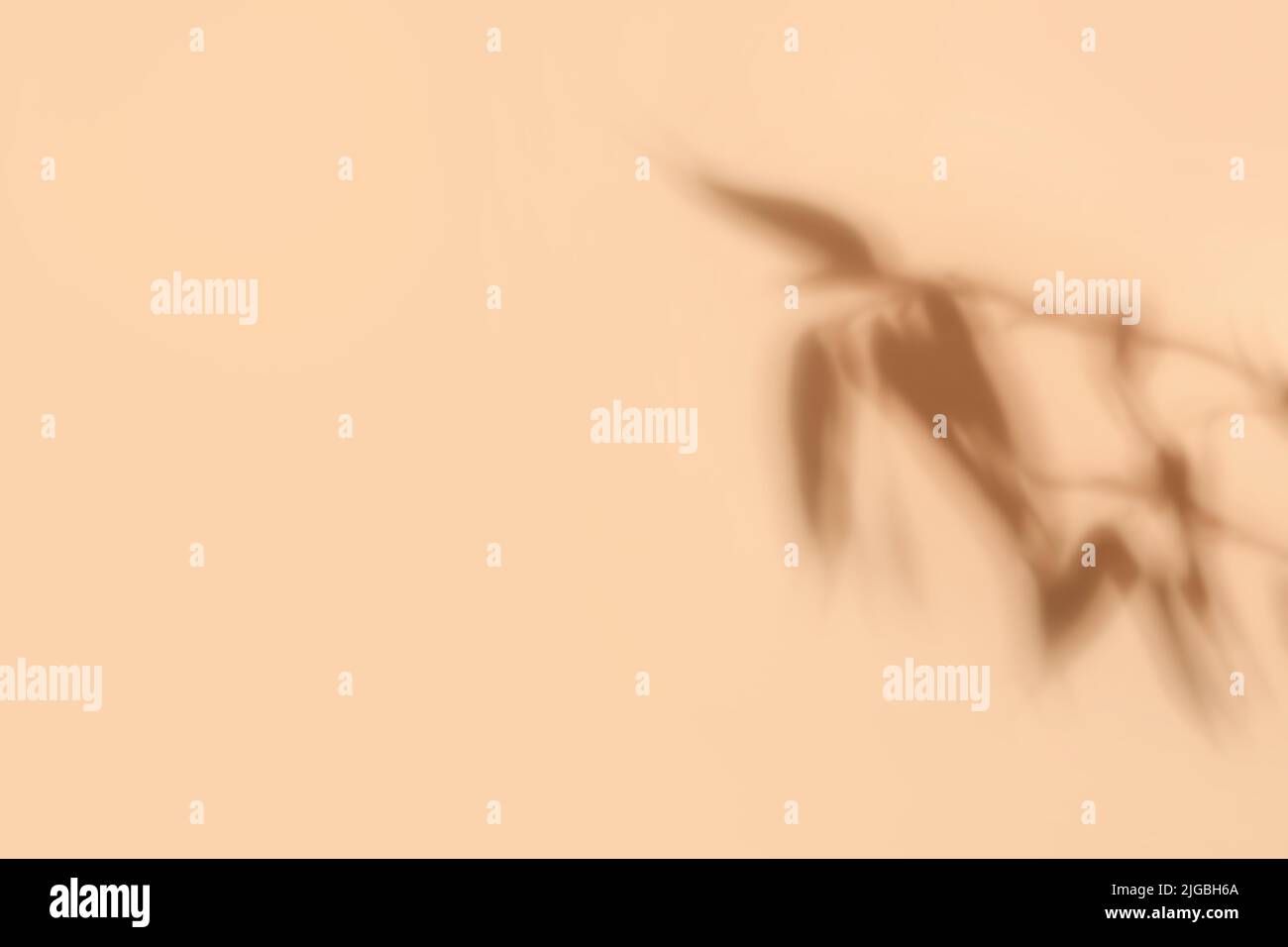 Shadow of bamboo leaves on light color background Stock Photo - Alamy