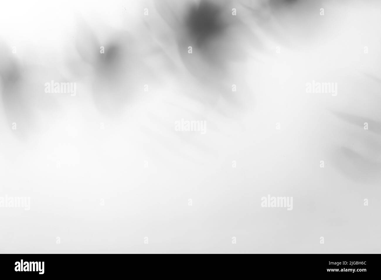 Exotic leaf shadow light on Black and White Stock Photos & Images - Alamy