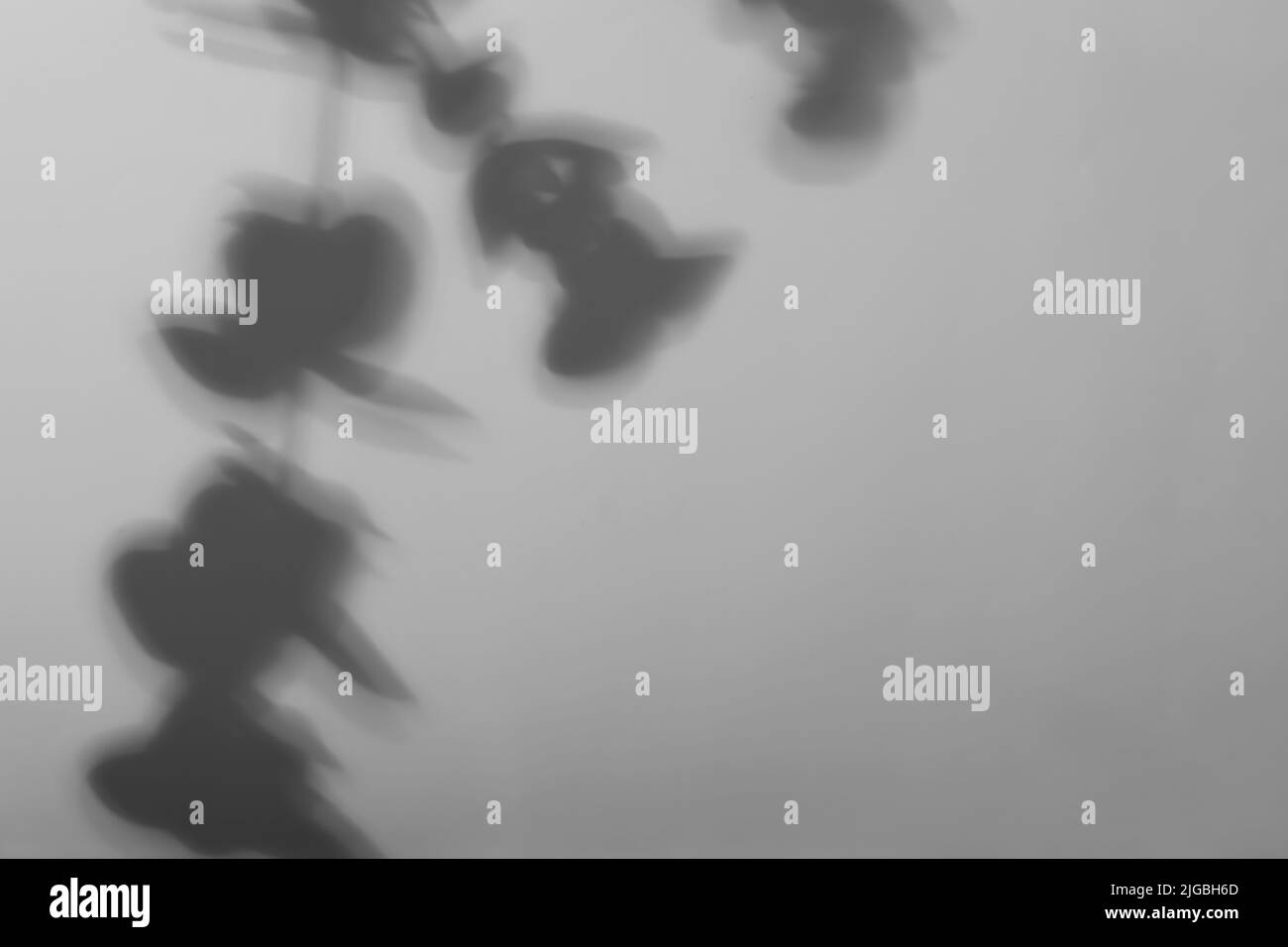 Exotic leaf shadow light on Black and White Stock Photos & Images - Alamy