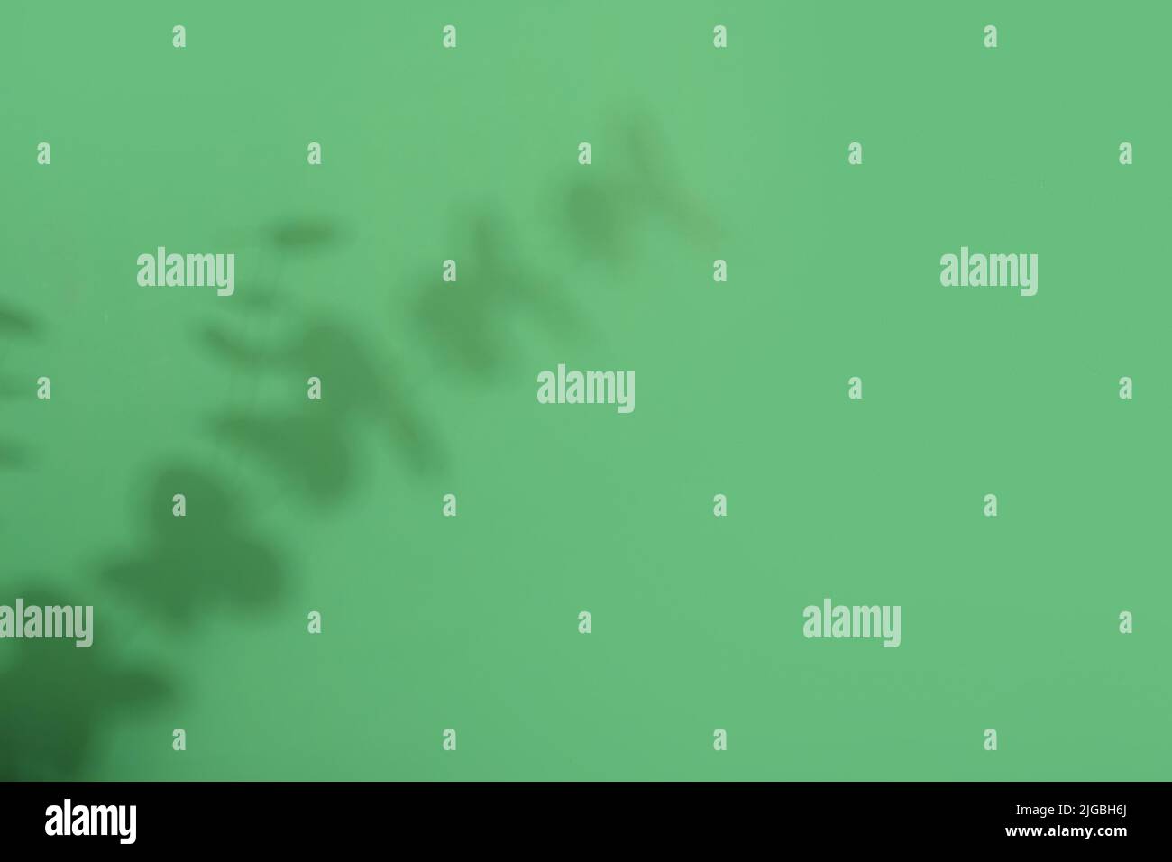 Shadow of eucalyptus leaves on color background Stock Photo - Alamy