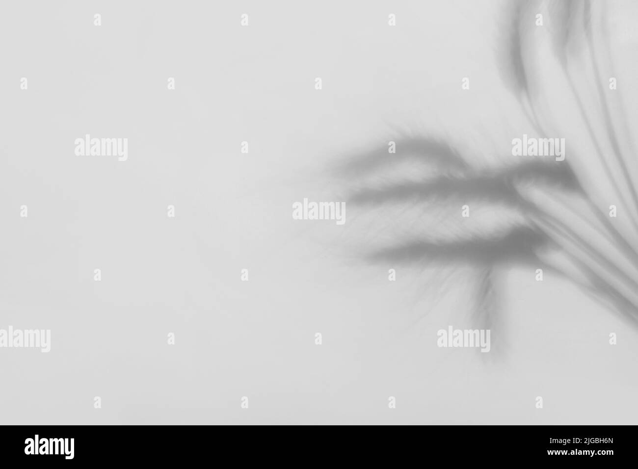 Shadow of wheat spikelets on light background Stock Photo - Alamy