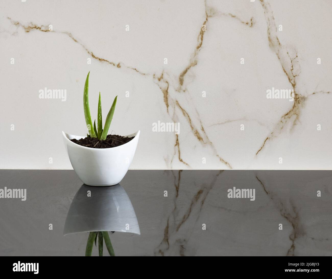 Aloe vera medicinal plant, also called aloe vera, Barbados aloe or ...