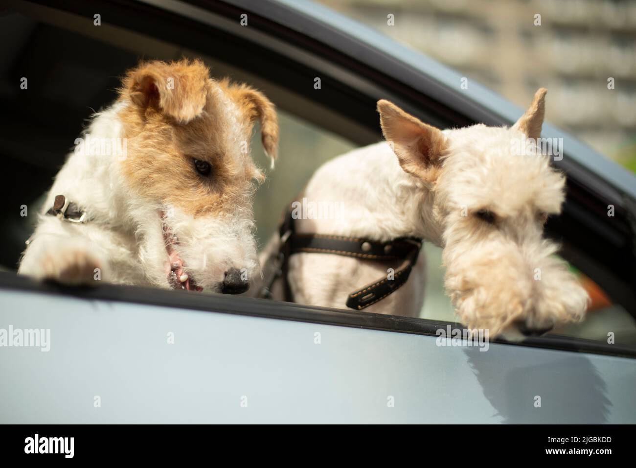 Dog looks out of car. Animal in transport. Small breed of dog Stock ...