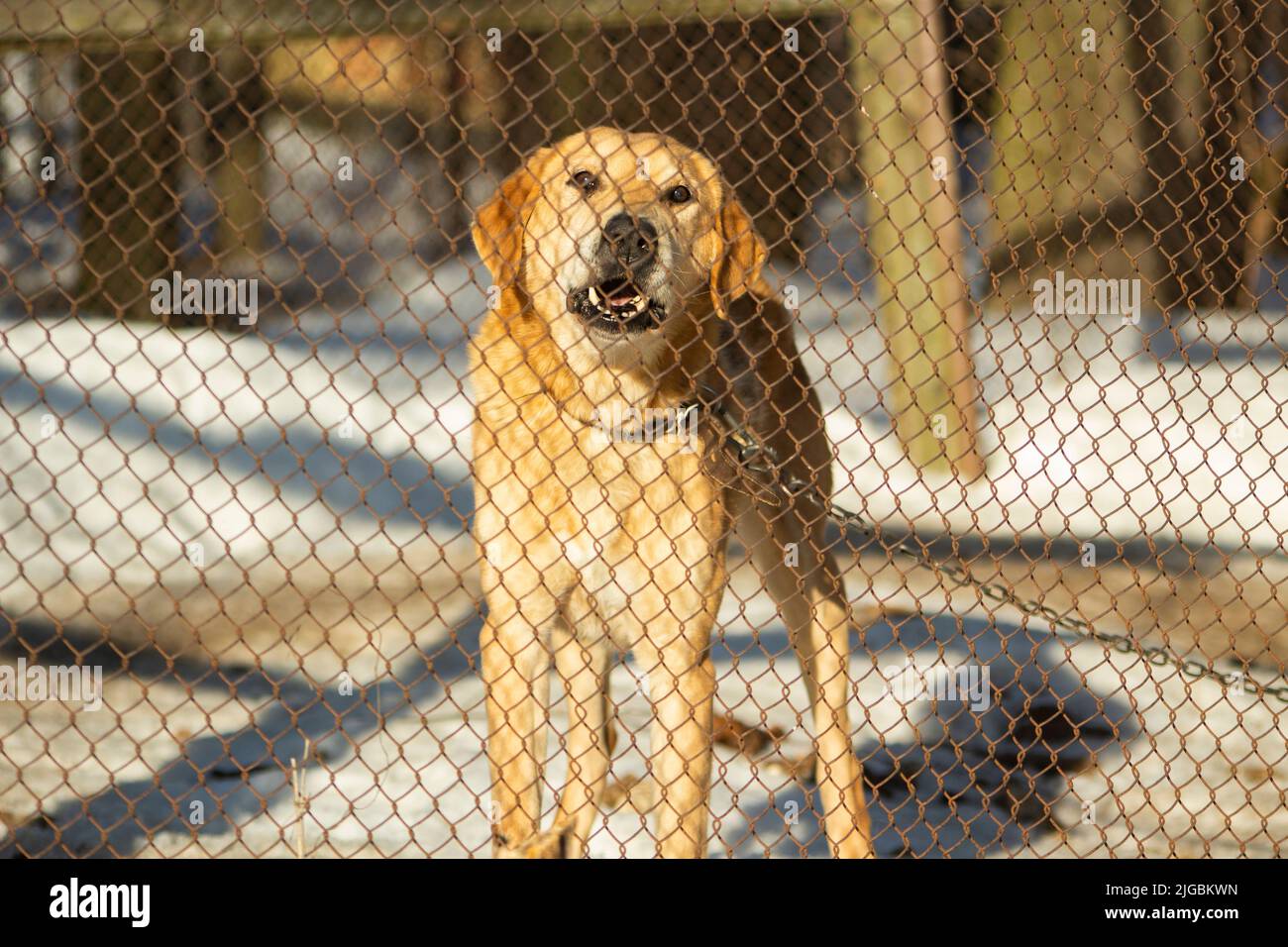 Dog is behind bars. Kennel for dogs. Angry dog behind fence Stock Photo ...