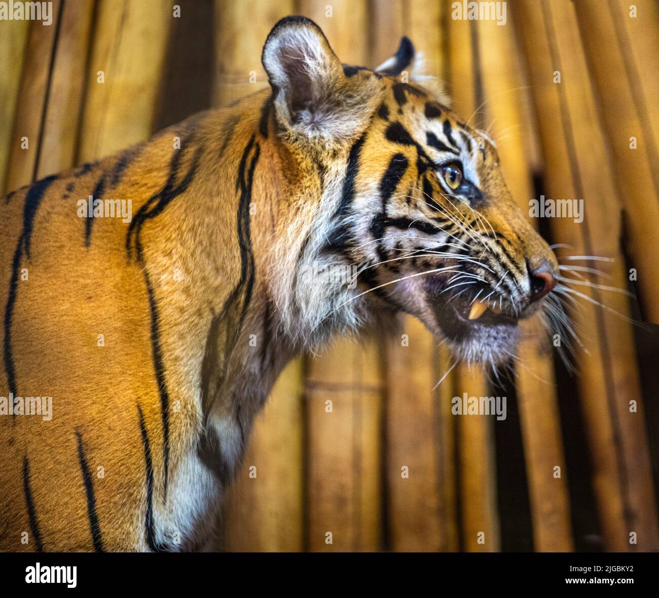 Sumatran tiger (Panthera tigris sumatrae), rare tiger subspecies that ...