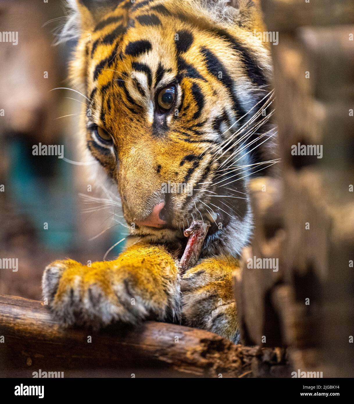 Sumatran tiger (Panthera tigris sumatrae), rare tiger subspecies that ...