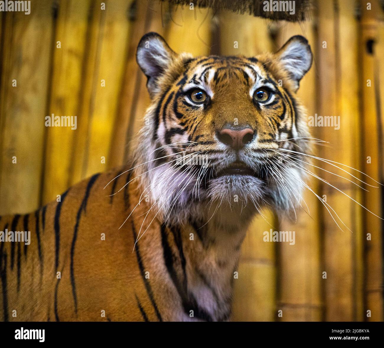Sumatran tiger (Panthera tigris sumatrae), rare tiger subspecies that ...