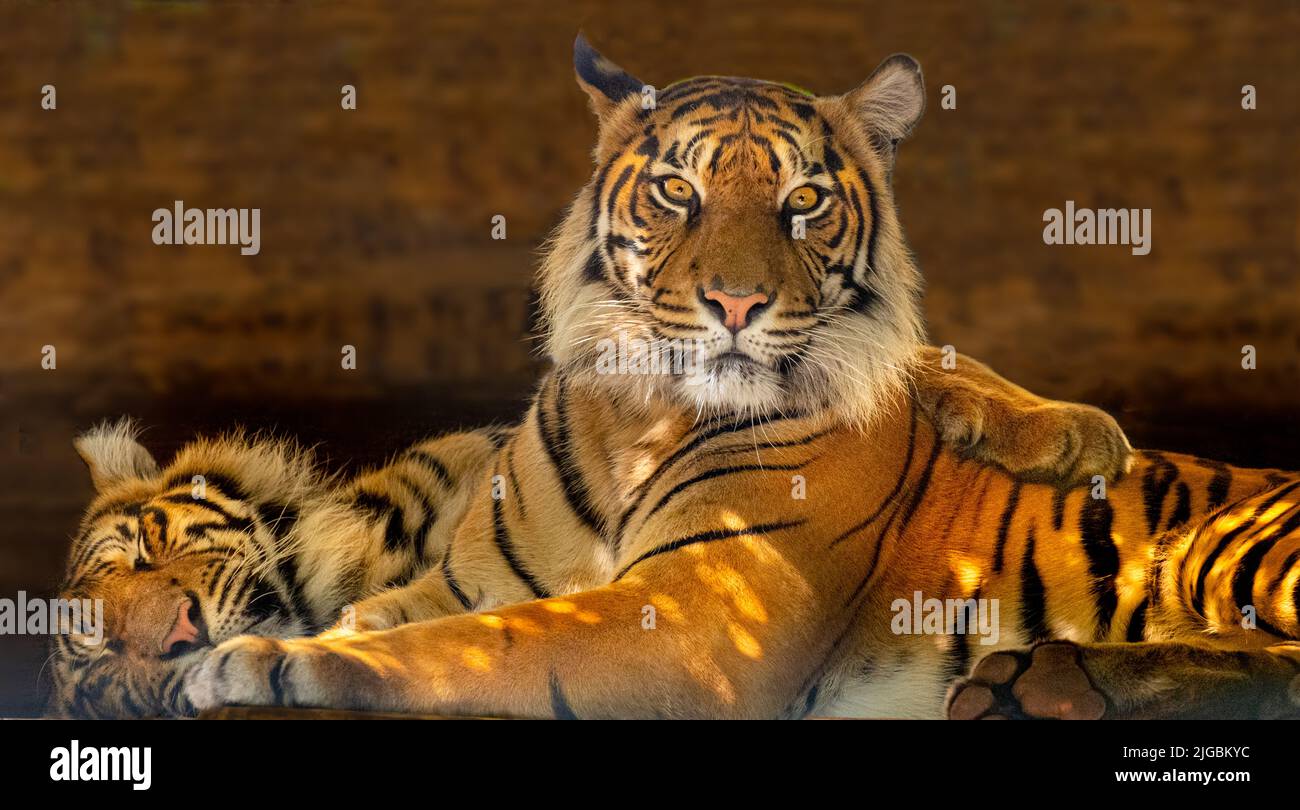 Sumatran tiger (Panthera tigris sumatrae), rare tiger subspecies that ...