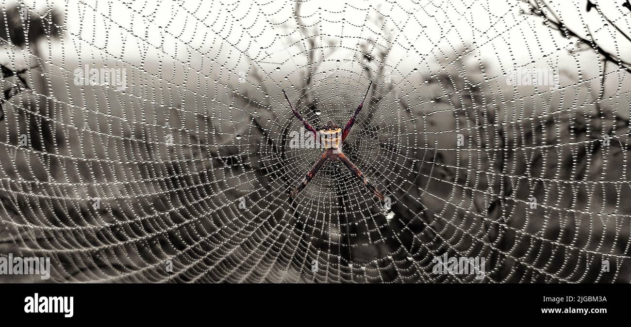 A spider on its web on a blurry background Stock Photo - Alamy