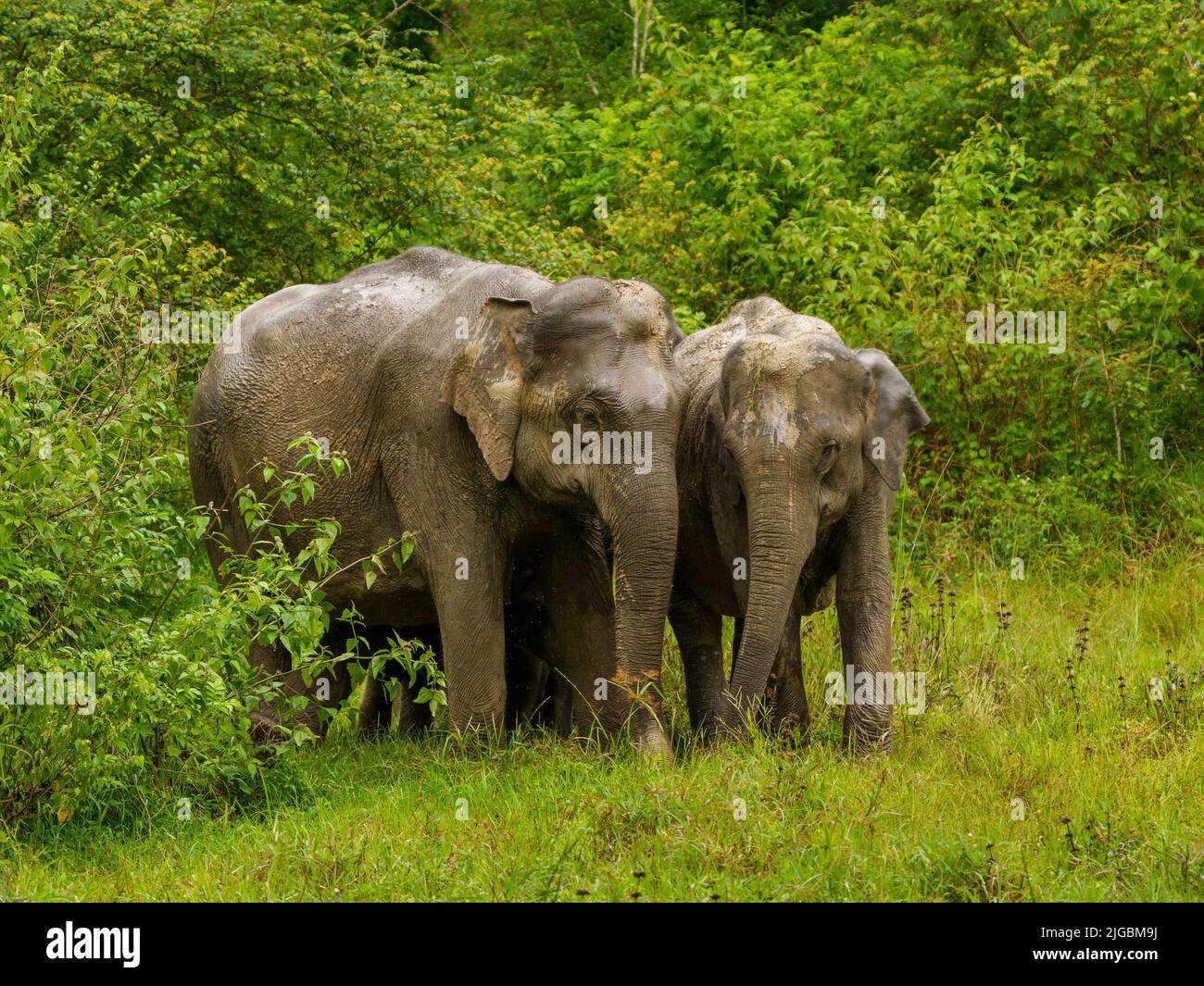 Two Asiatic elephants in monsoon Stock Photo - Alamy