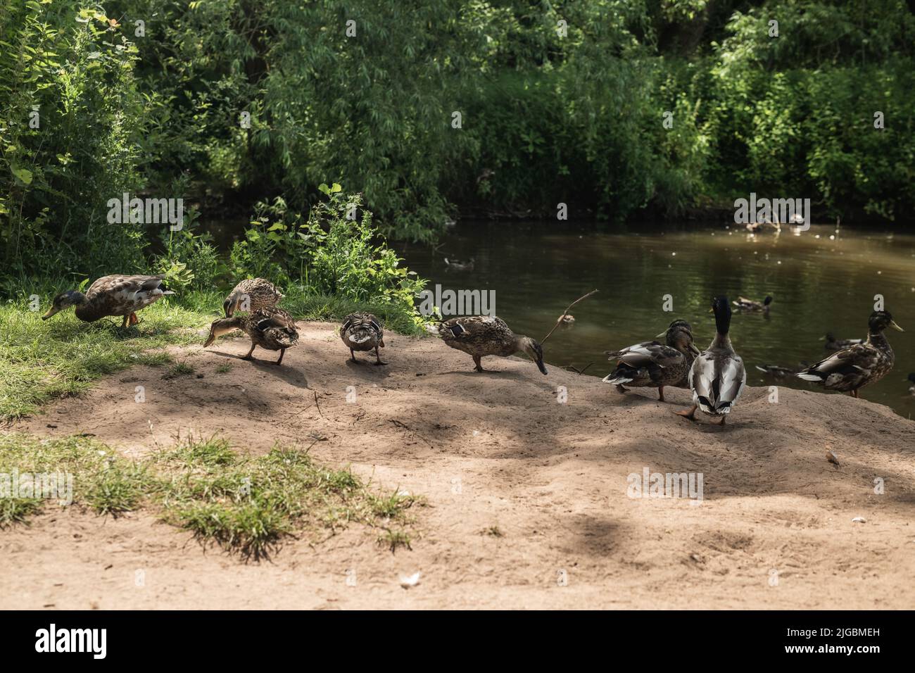 Nantwich Town Mill Island ducks on land River Weaver Sunny Day Park ...
