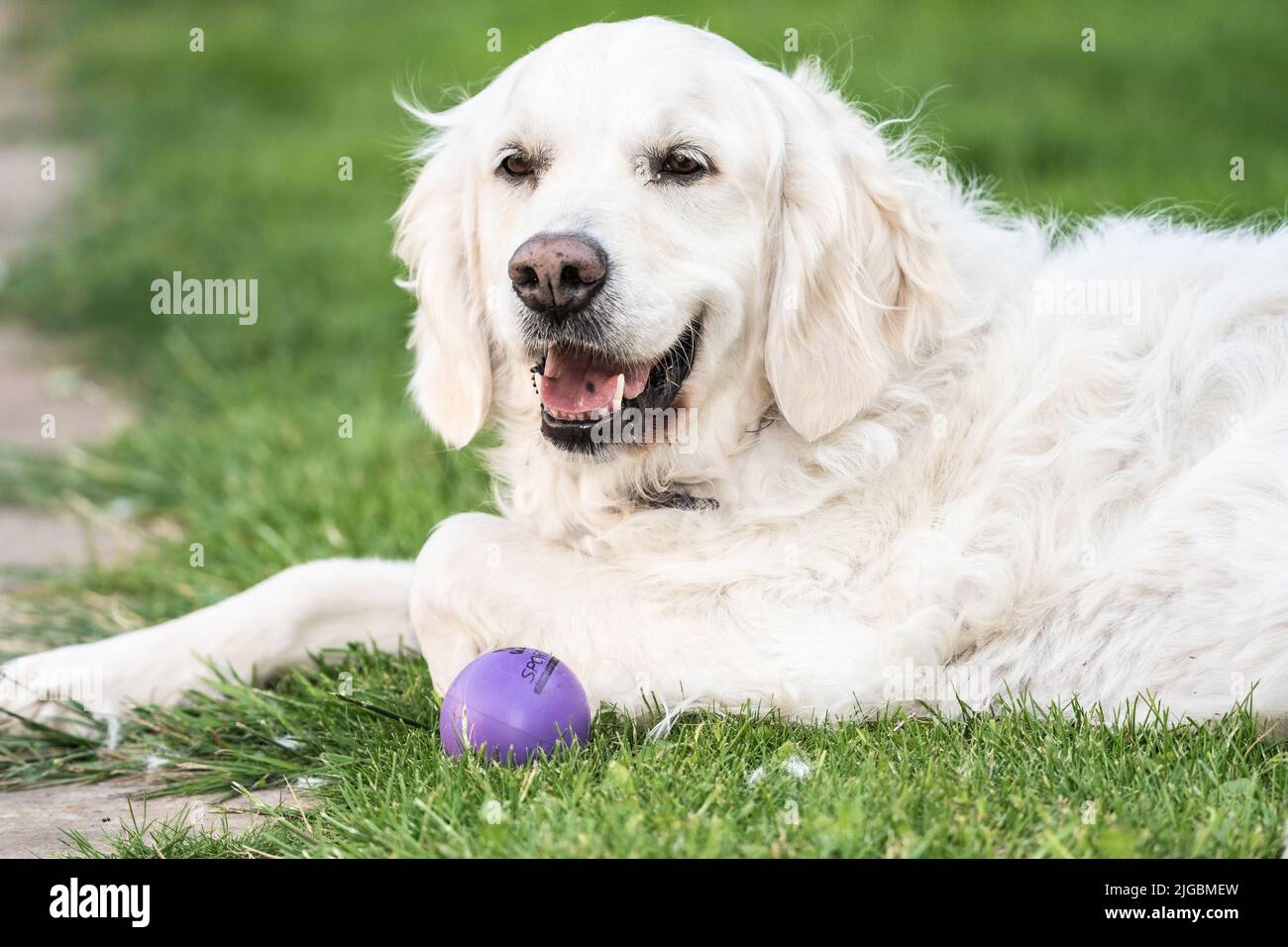 Golden Retriever resting with purple ball portrait, resting pet Stock ...