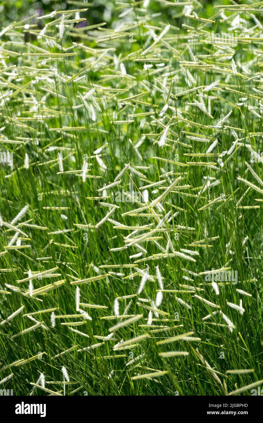 Bouteloua Gracilis Meadow