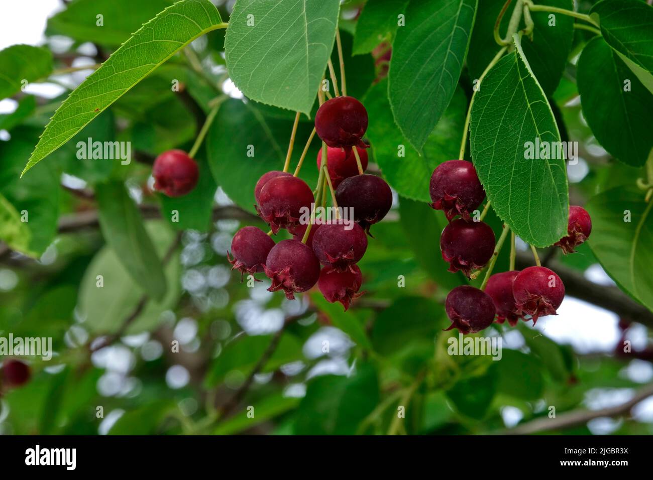 Lat amelanchier alnifolia hi-res stock photography and images - Alamy