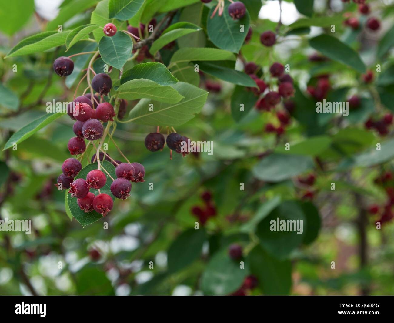 Lat amelanchier alnifolia hi-res stock photography and images - Alamy