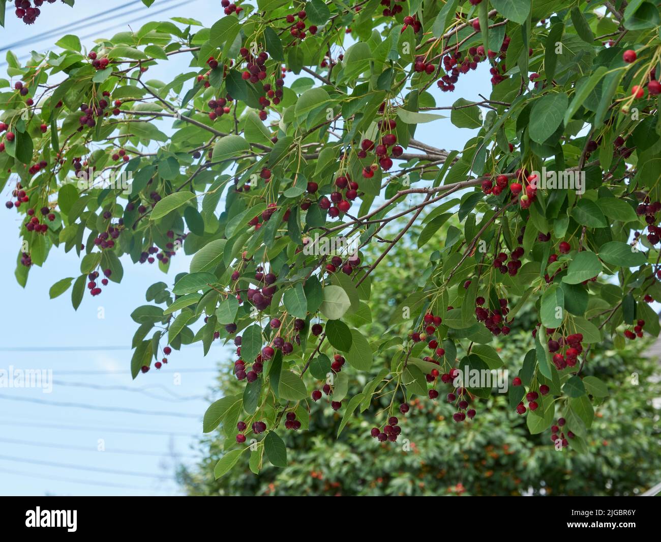 Lat amelanchier alnifolia hi-res stock photography and images - Alamy