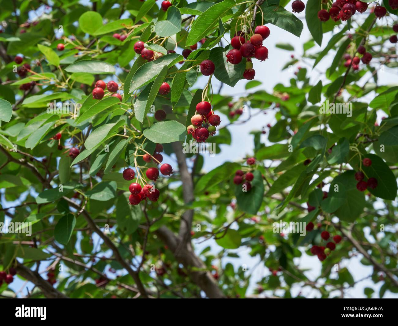 Lat amelanchier alnifolia hi-res stock photography and images - Alamy