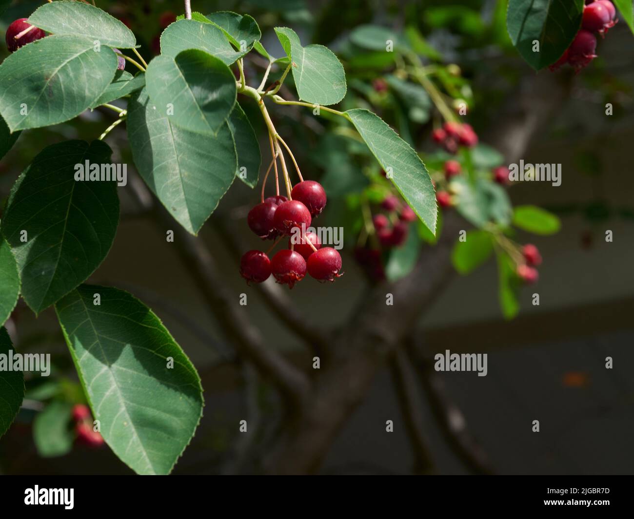 Lat amelanchier alnifolia hi-res stock photography and images - Alamy