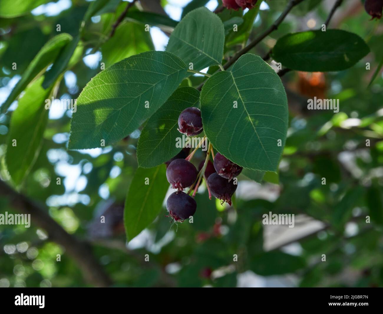 Lat amelanchier alnifolia hi-res stock photography and images - Alamy