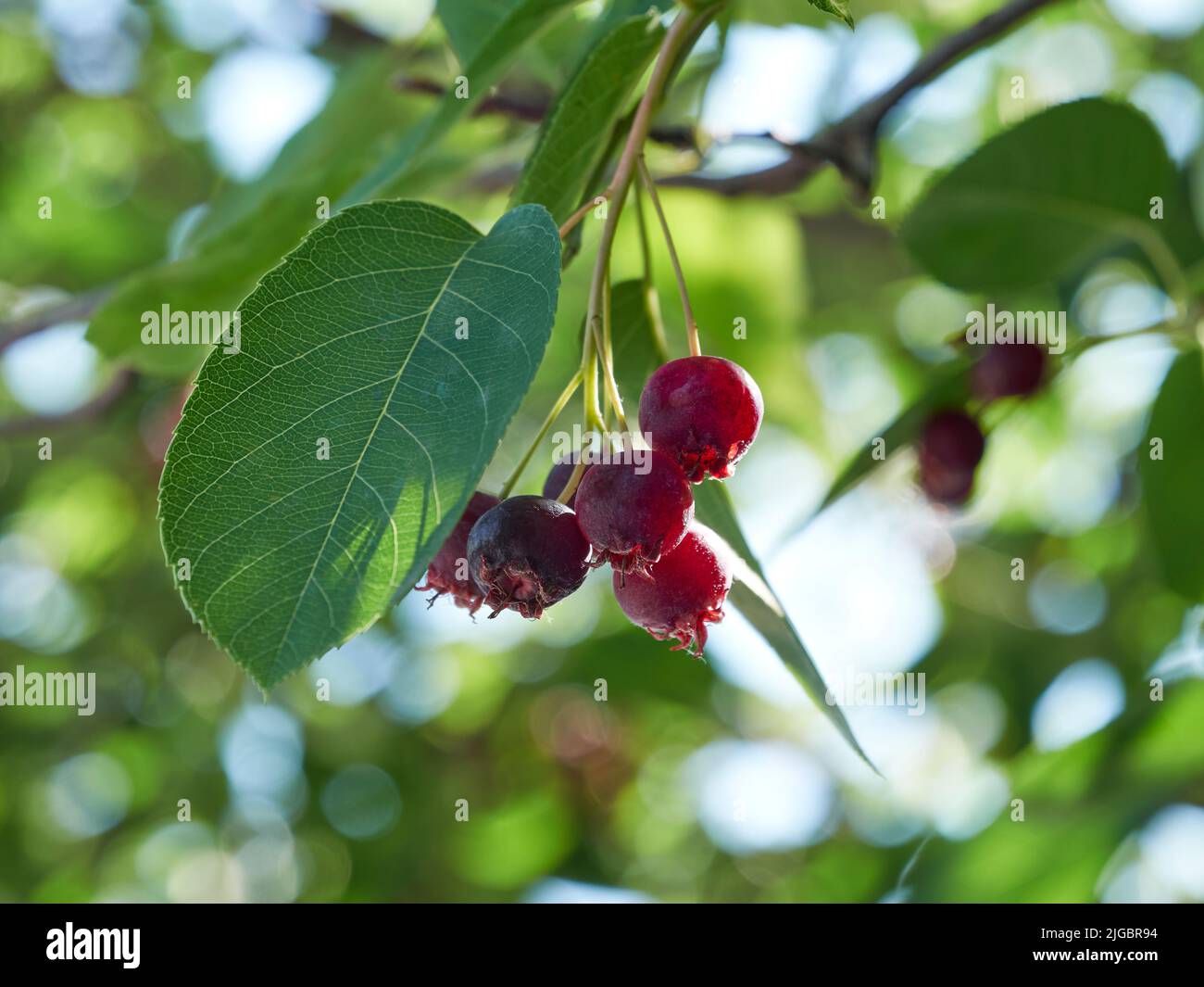 Lat amelanchier alnifolia hi-res stock photography and images - Alamy