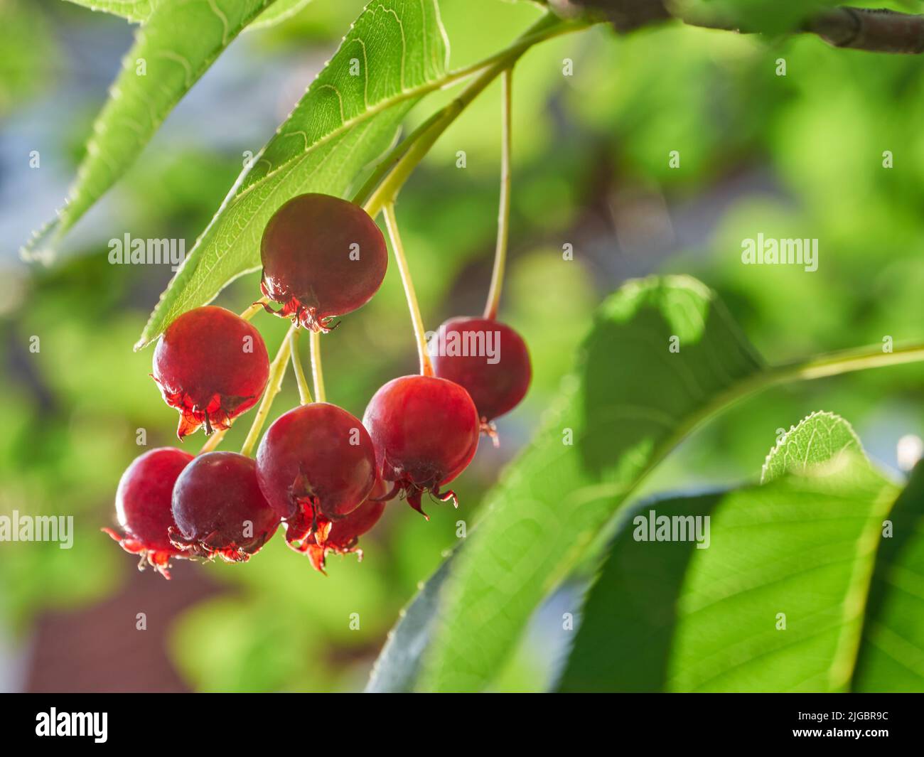 The ripening variously named Service berry, Saskatoon berry, shad berry ...