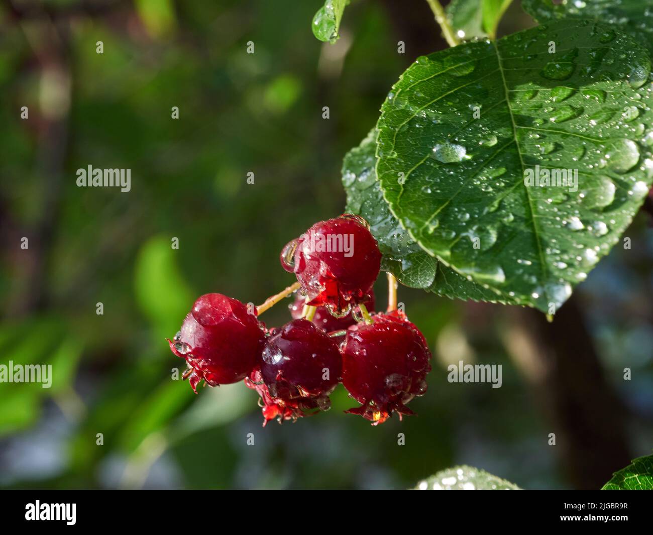 Lat amelanchier alnifolia hi-res stock photography and images - Alamy