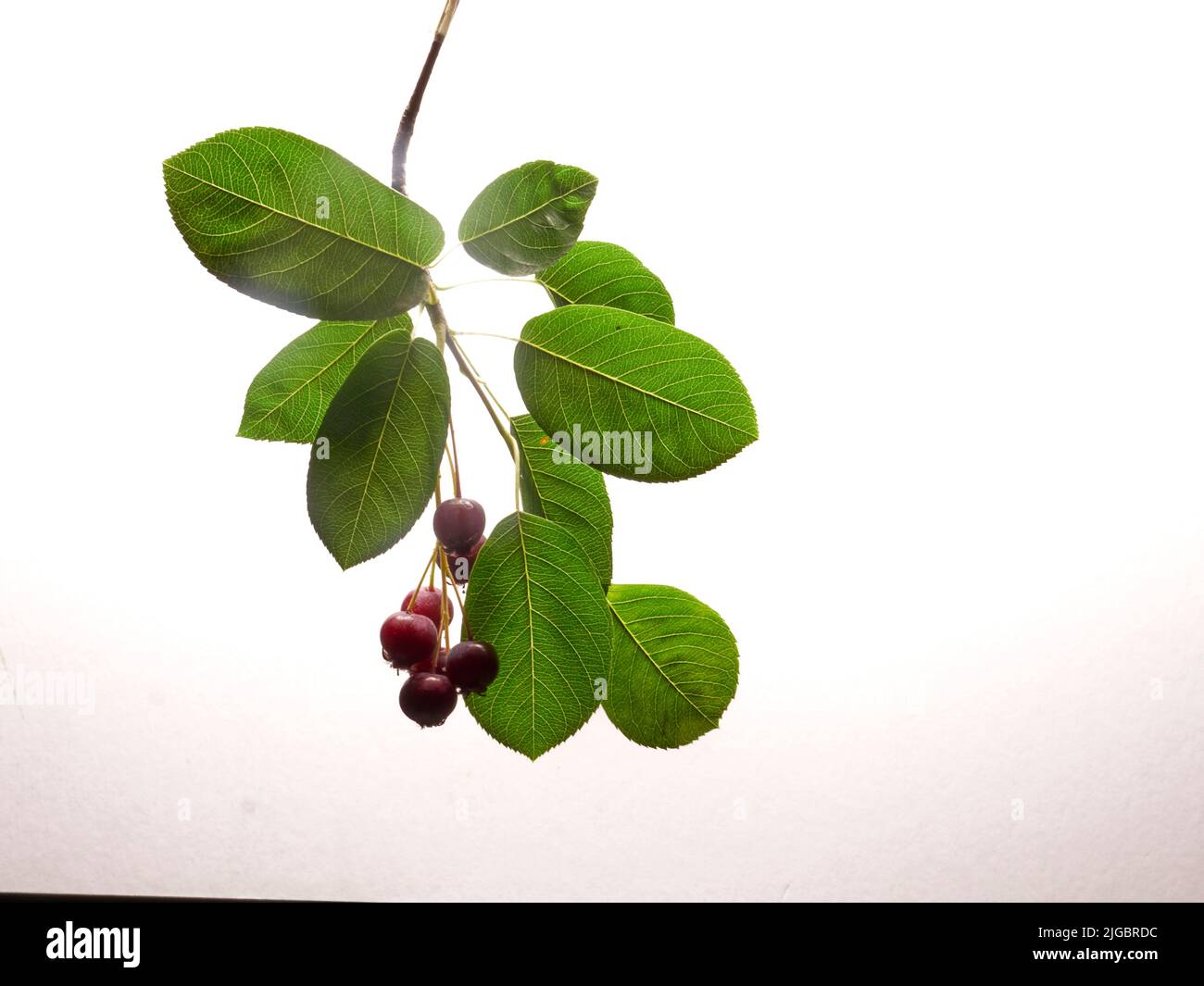 Lat amelanchier alnifolia hi-res stock photography and images - Alamy