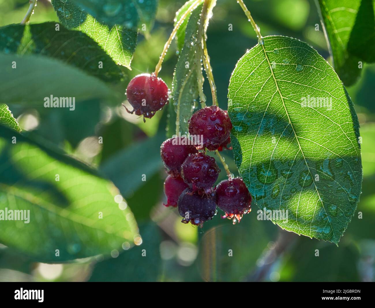 Lat amelanchier alnifolia hi-res stock photography and images - Alamy
