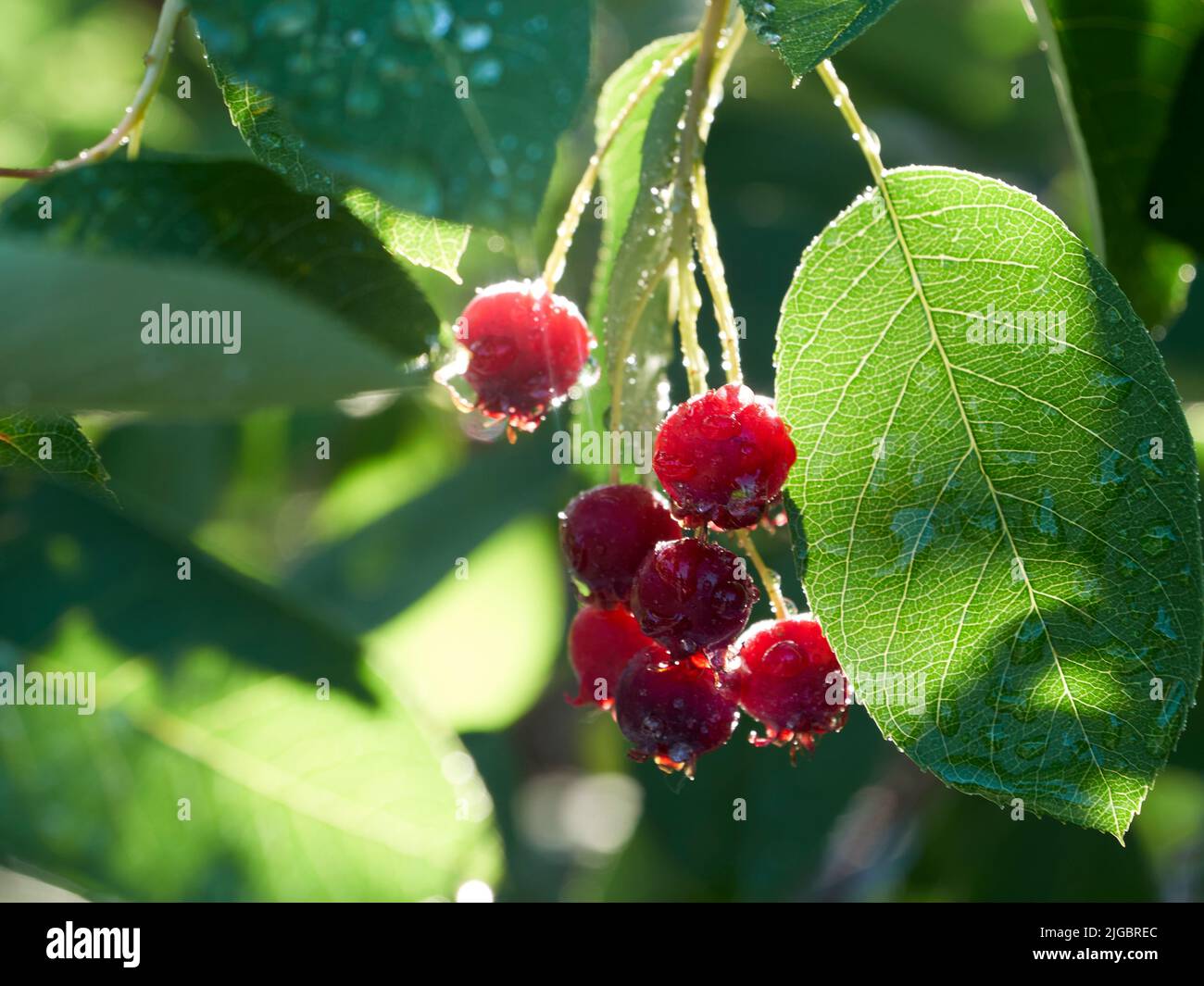 Lat amelanchier alnifolia hi-res stock photography and images - Alamy