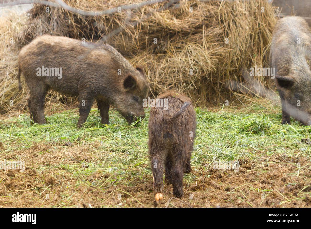 Wild boars in the mud Stock Photo - Alamy