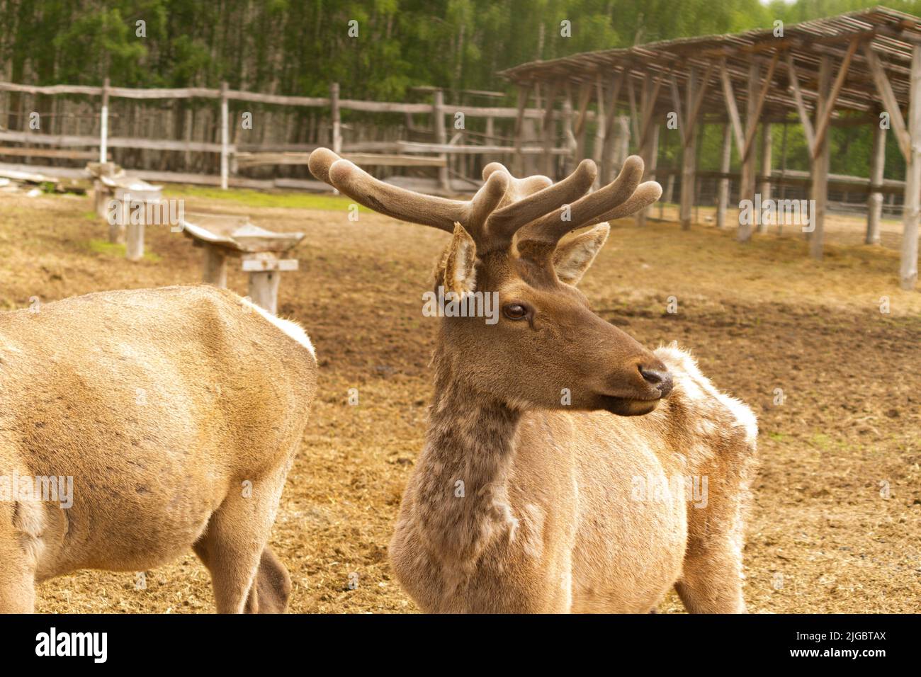 Young wild deer in warm lightning Stock Photo - Alamy