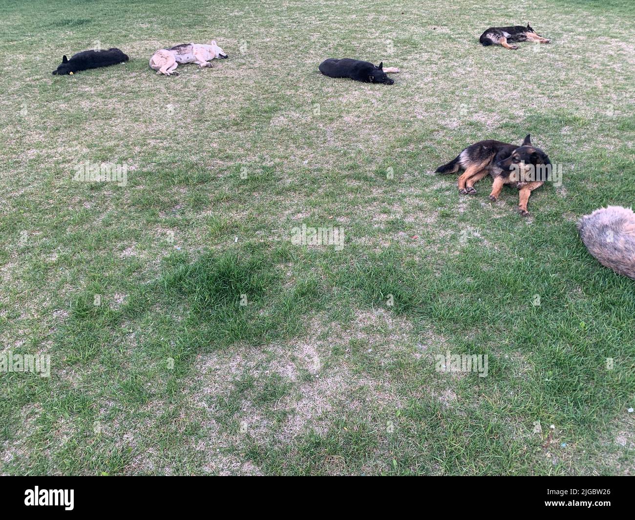 Many street dogs. Homeless dogs Stock Photo - Alamy