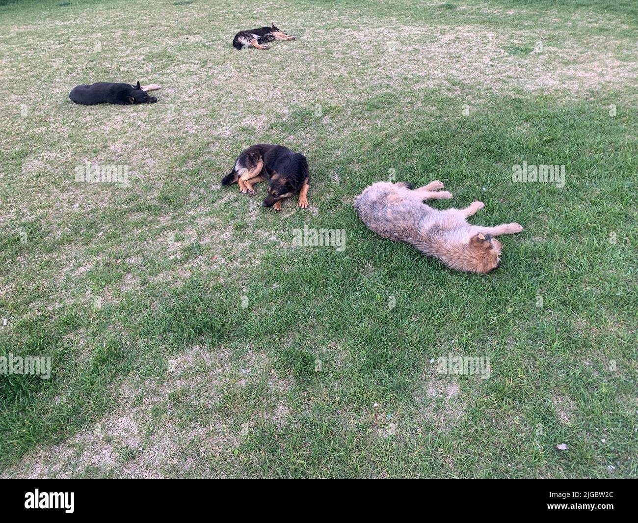 Many street dogs homeless hi-res stock photography and images - Alamy