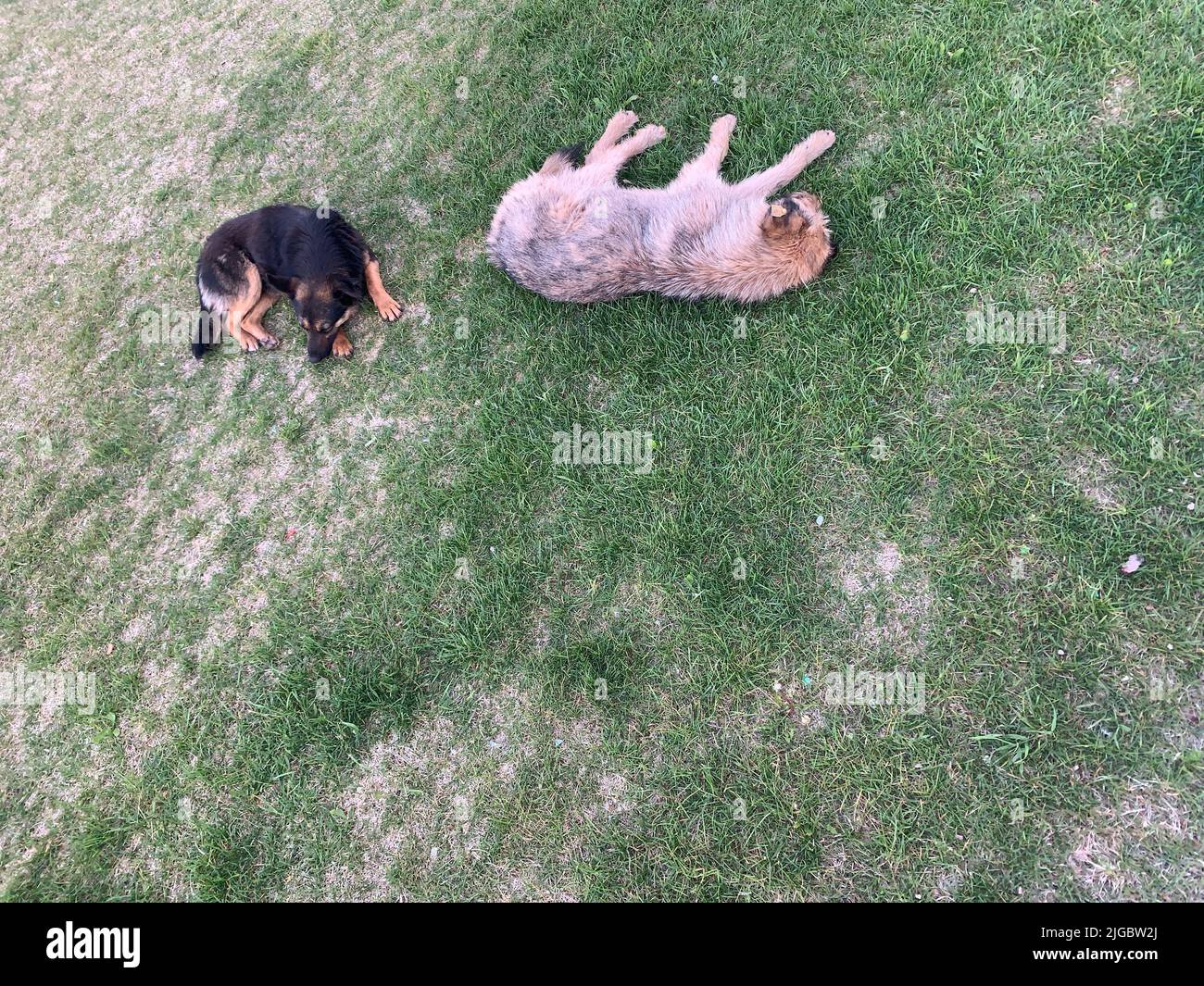 Many street dogs homeless hi-res stock photography and images - Alamy