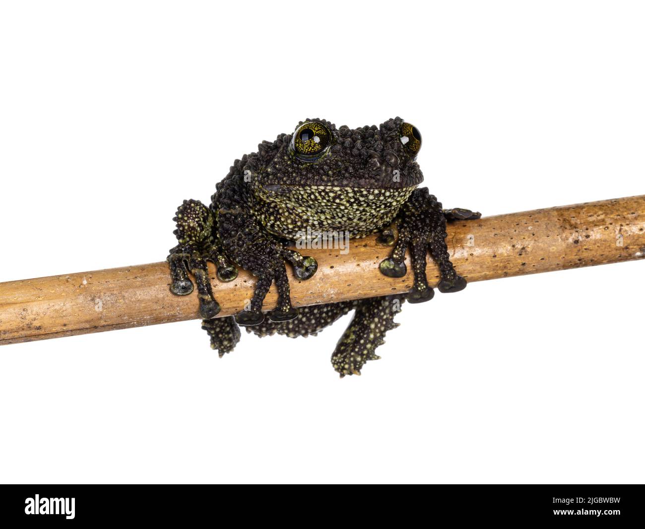 Mossy frog aka Theloderma corticale, hanging on wooden stick. Isolated ...