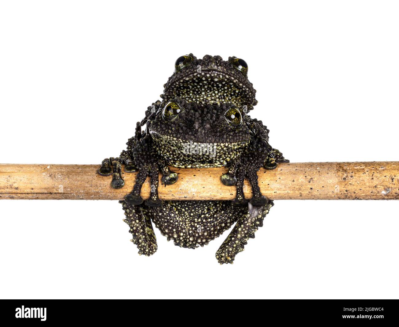 Frogs belly Cut Out Stock Images & Pictures - Alamy