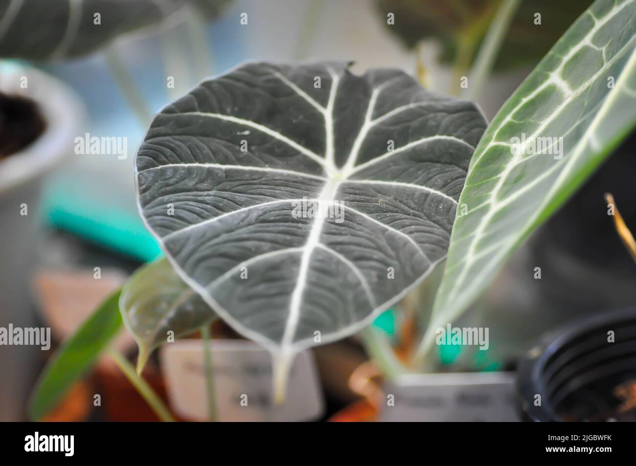 Alocasia reginula Black Velvet or Alocasia Black Velvet, Alocasia plant ...