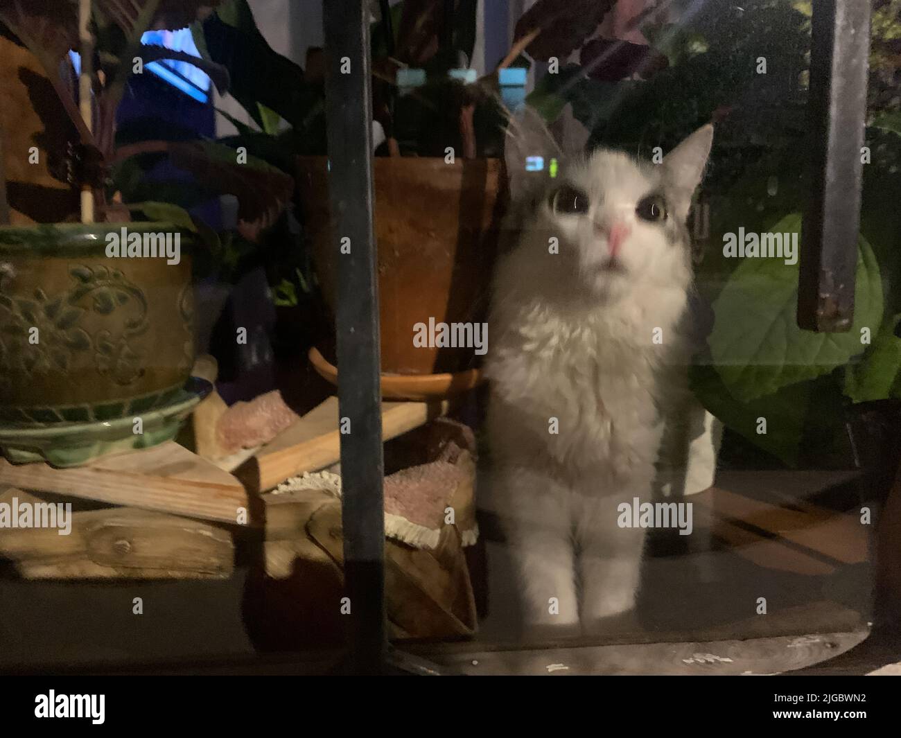Cat sitting in front night hi-res stock photography and images - Alamy
