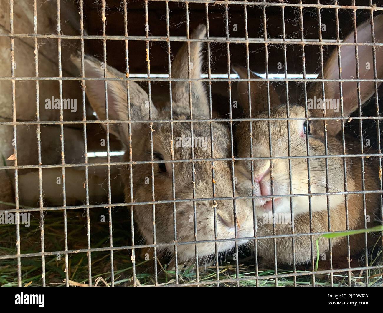 Funny rabbits in a cage Stock Photo - Alamy