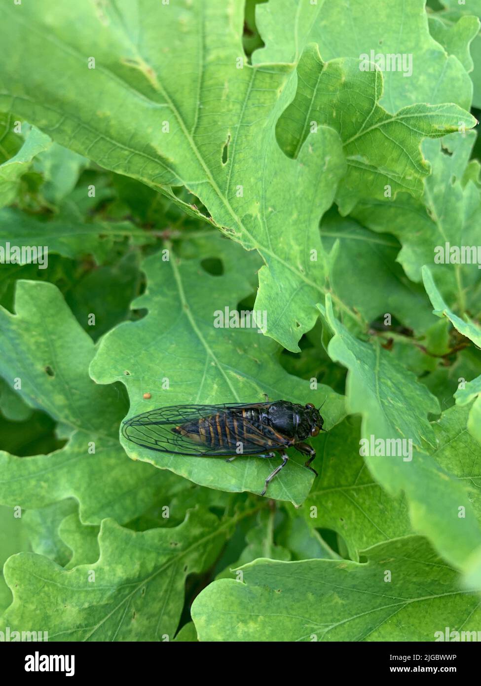 Insect cicada sits on forest plant Stock Photo - Alamy