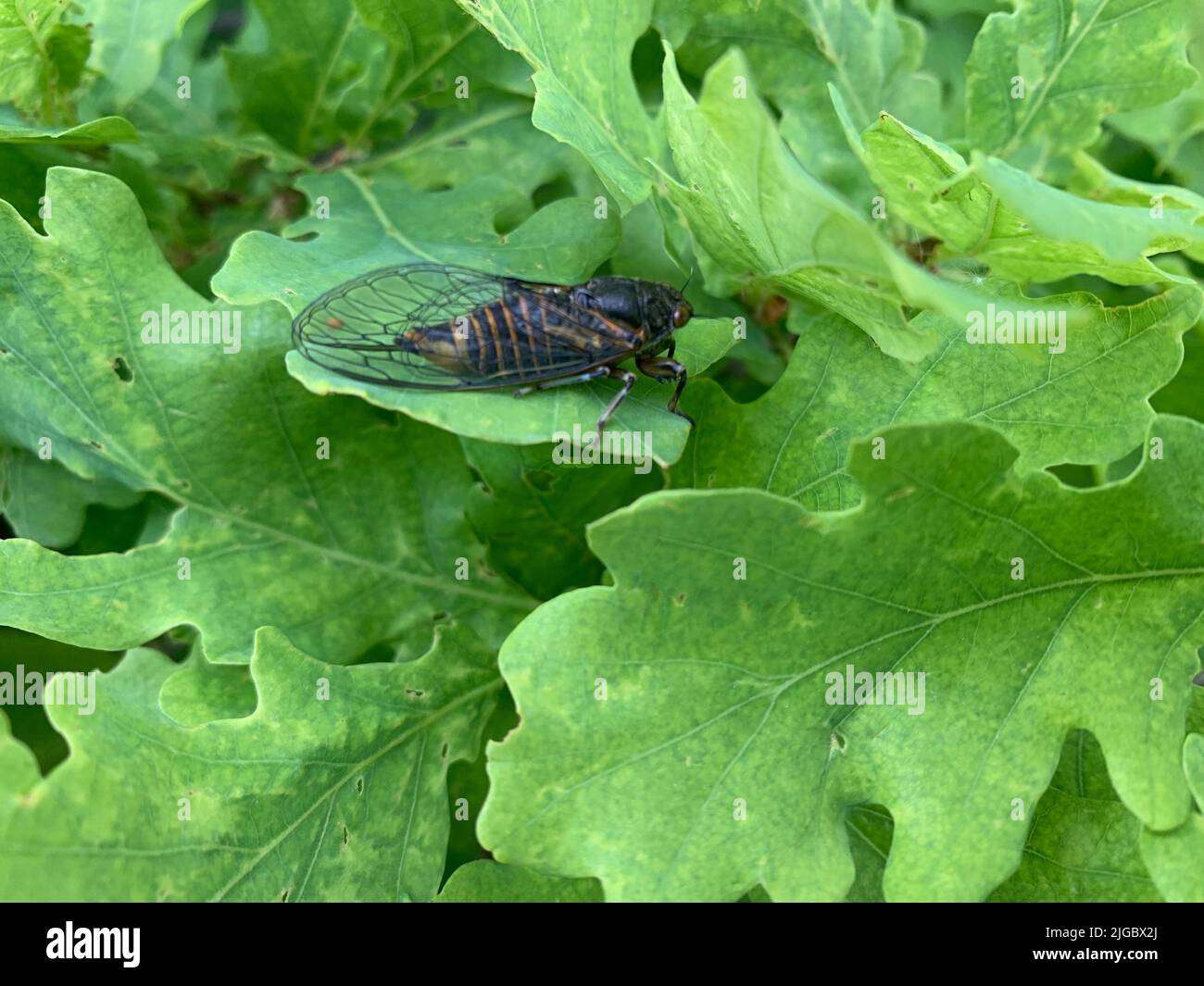 Insect cicada sits on forest plant Stock Photo - Alamy